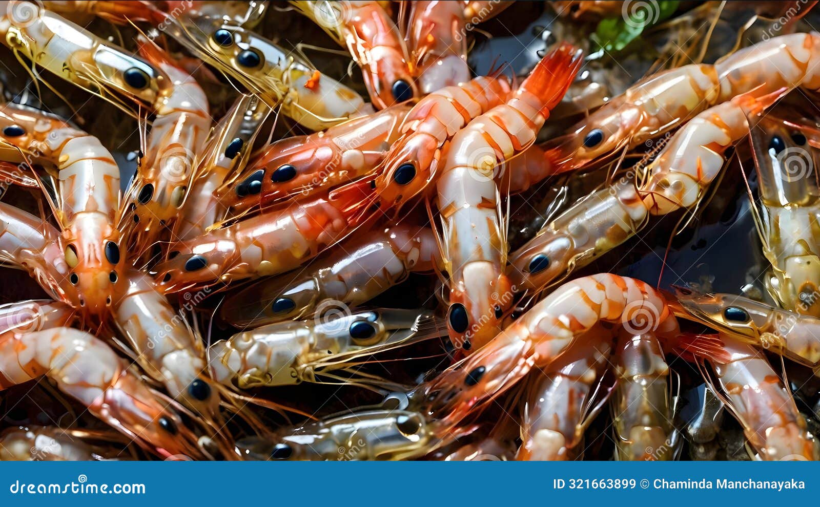 Identifying and Understanding Shrimp Diseases. Stock Illustration ...