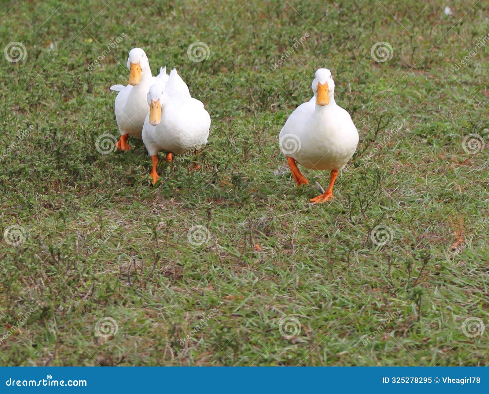 Ducks Three White Ducks Walking in the Grassy Ground Towards Something ...