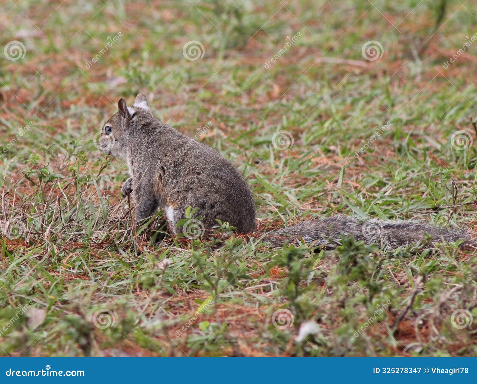 Squirrel Sitting in the Ground with Back Slightly Turn Stock Image ...