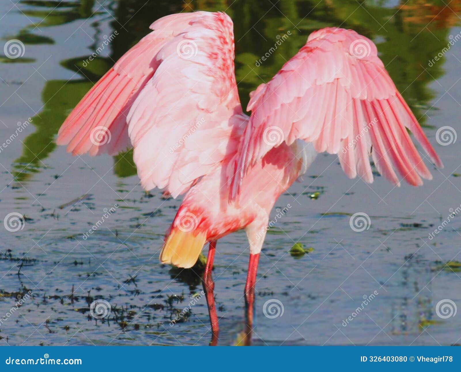 Roseate Spoonbill Bird Showing Its Beautiful Pink Color Wings Stock ...