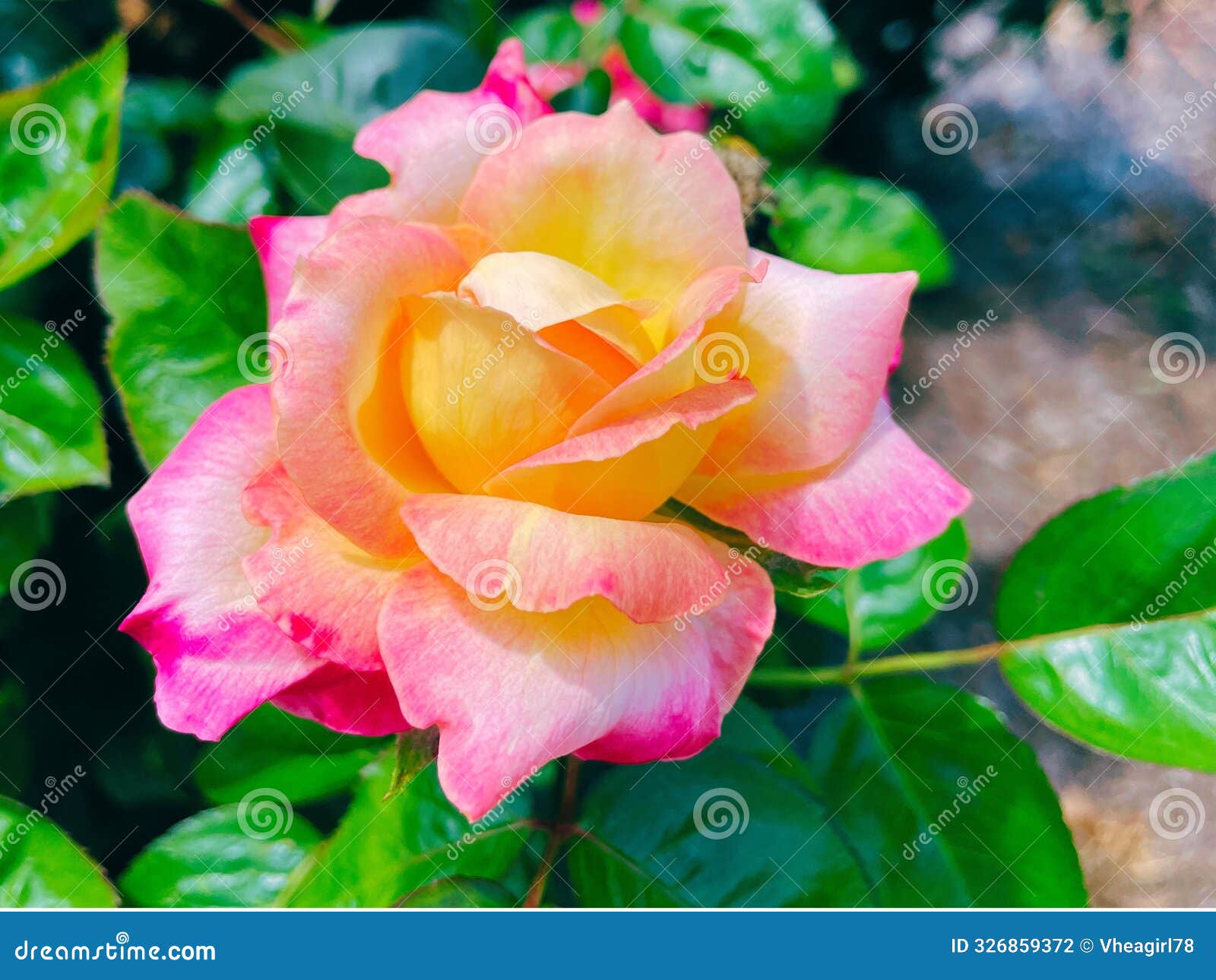 Beautiful Hybrid Rose Shrub 3.18 Stock Photo - Image of landscape ...