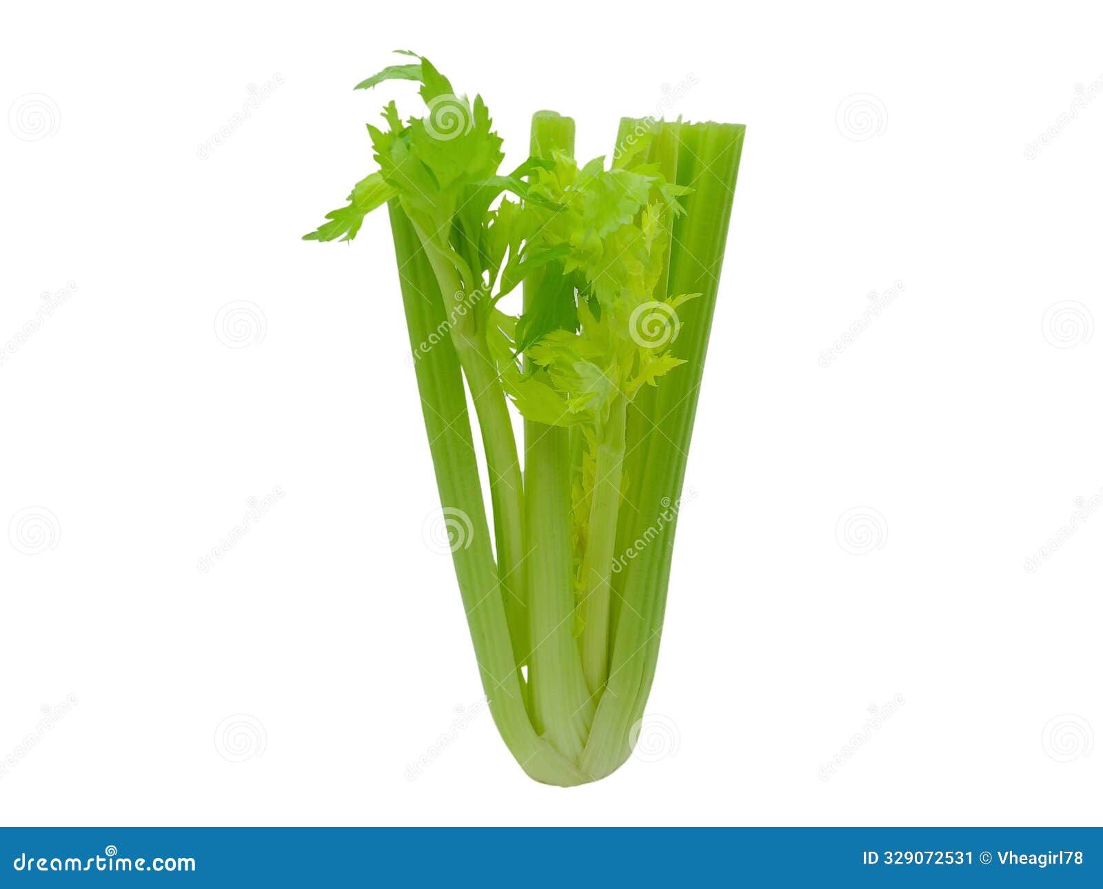 Celery Fresh Vegetable Stalk Leaves Food Ingredients Stock Image ...