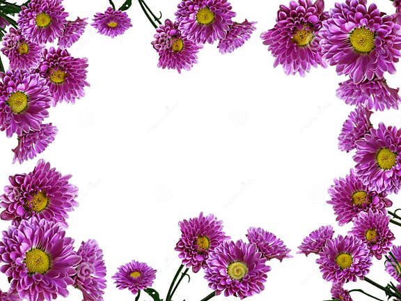Purple Mums Border in White Background Template Stock Image - Image of ...