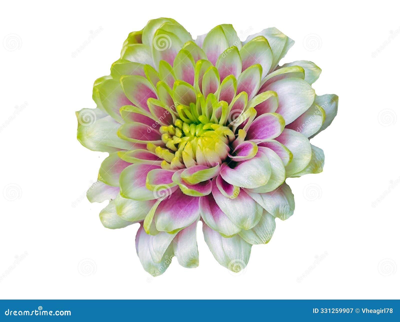 Single Mum Flower Isolated in White Background Stock Image - Image of ...