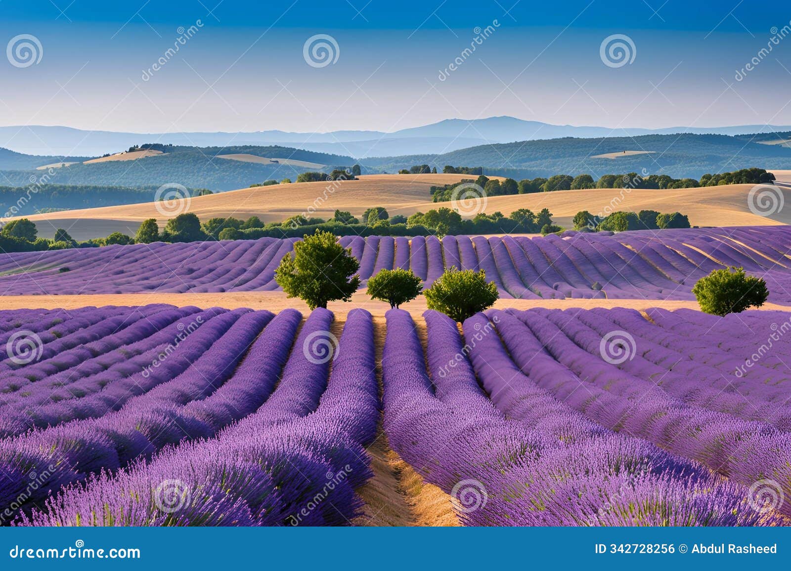 The Lavender Field Stretches Across the Foreground and Middle Ground ...