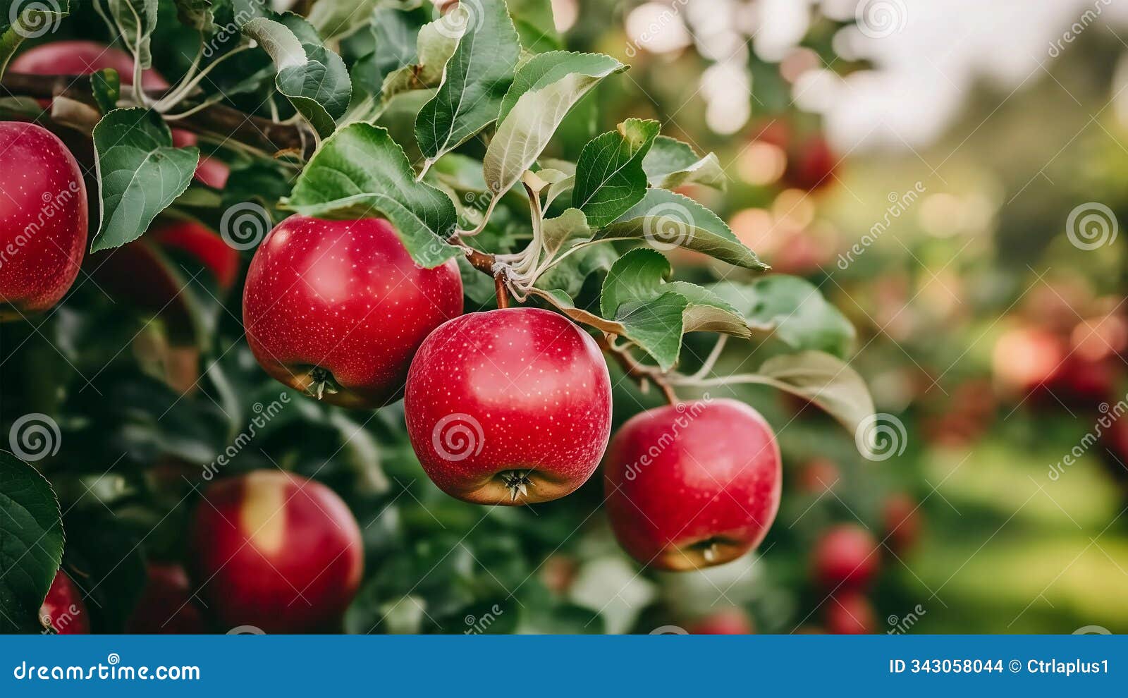 Red Apples on Apple Tree Ready To Be Harvested. Ripe Red Apple Fruits ...