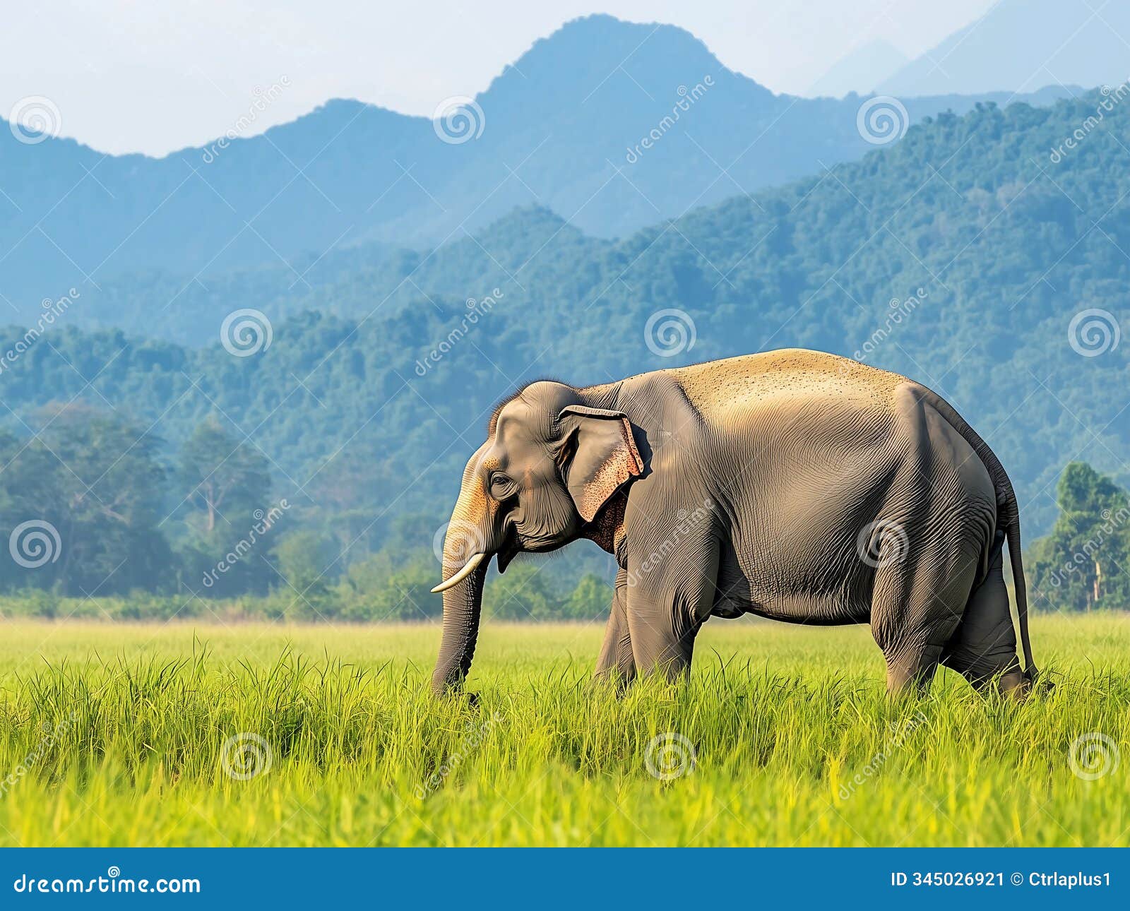 Asia Elephant, Iconic Symbol, Photographed In Surin, Thailand Habitat ...