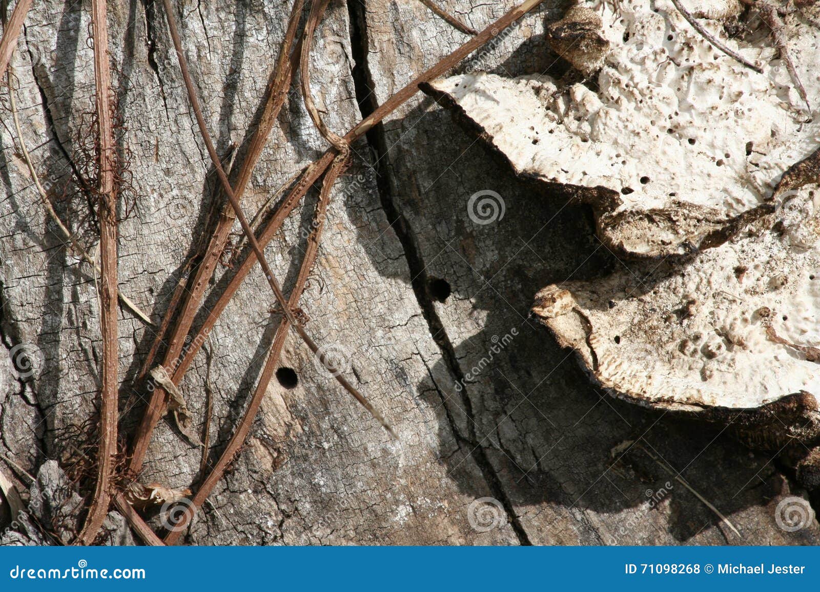 Dead decay decaying stock photo. Image of wood, decaying - 71098268