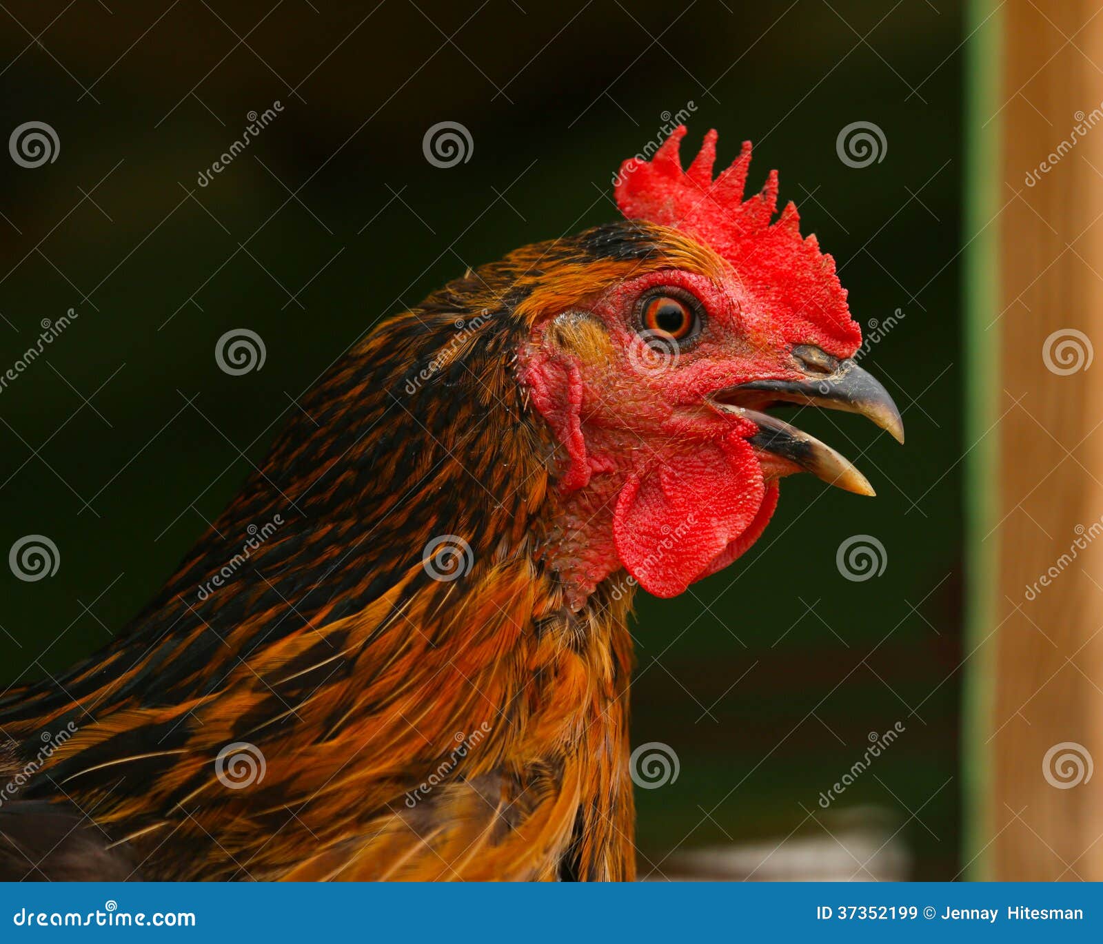 Head of a Chicken or Rooster Stock Image - Image of bird, outside: 37352199