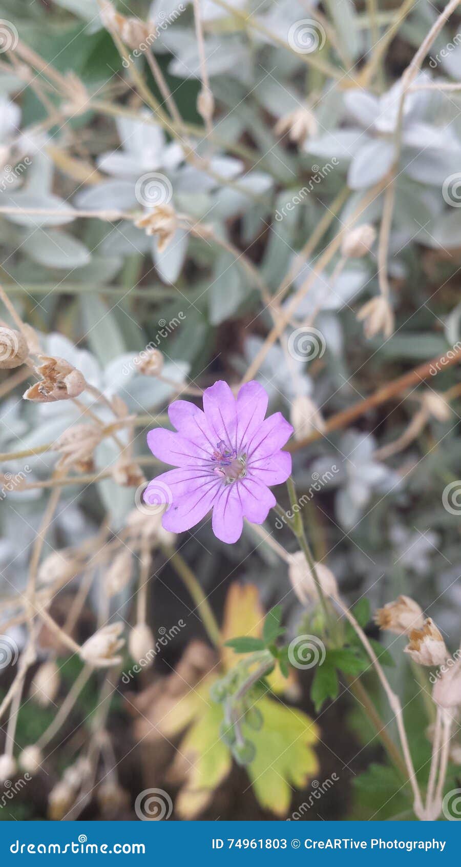 2016 flower july stock image. Image of violet, july, flower - 74961803