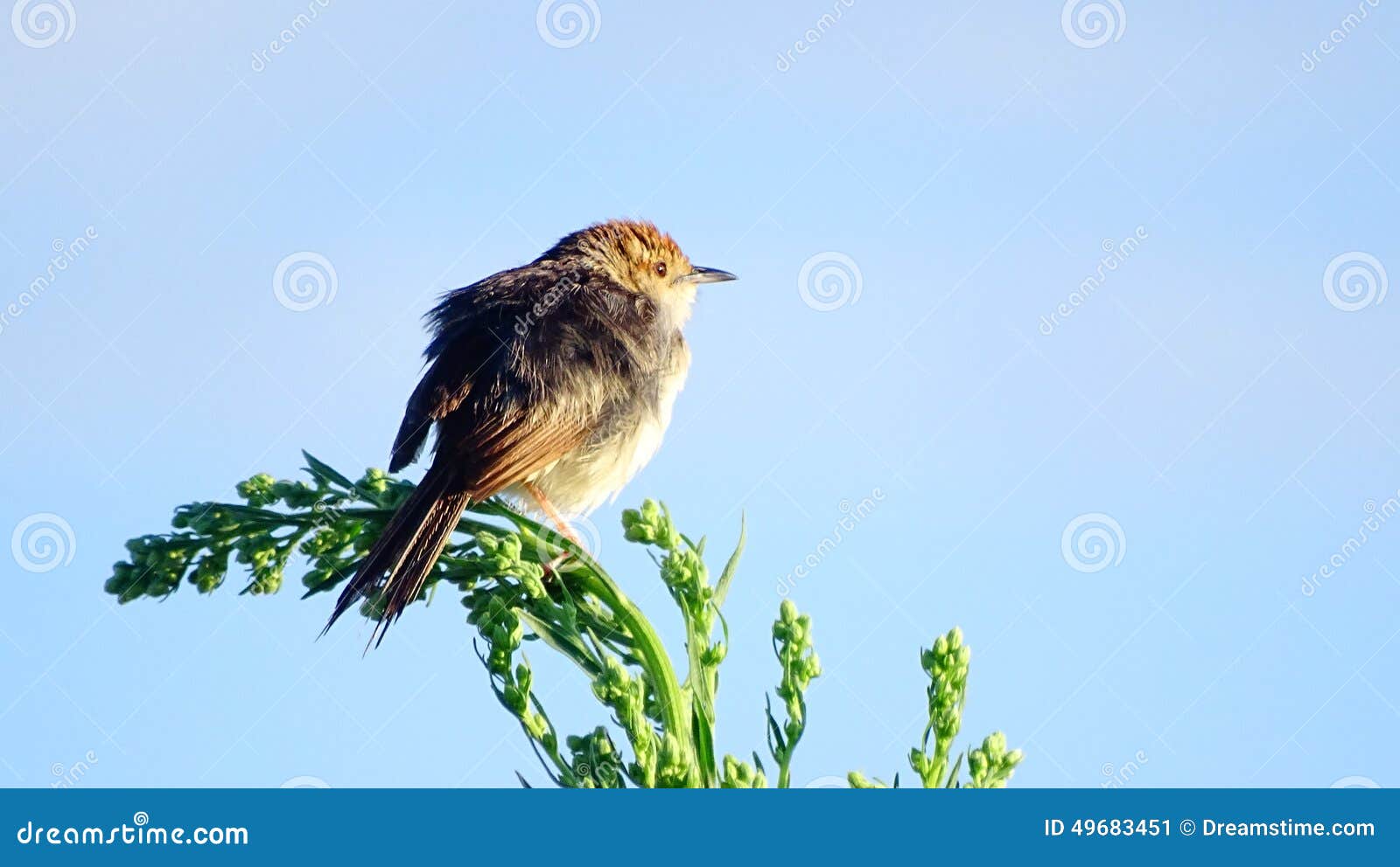 Africa bird gauteng stock image. Image of africa, marievale - 49683451