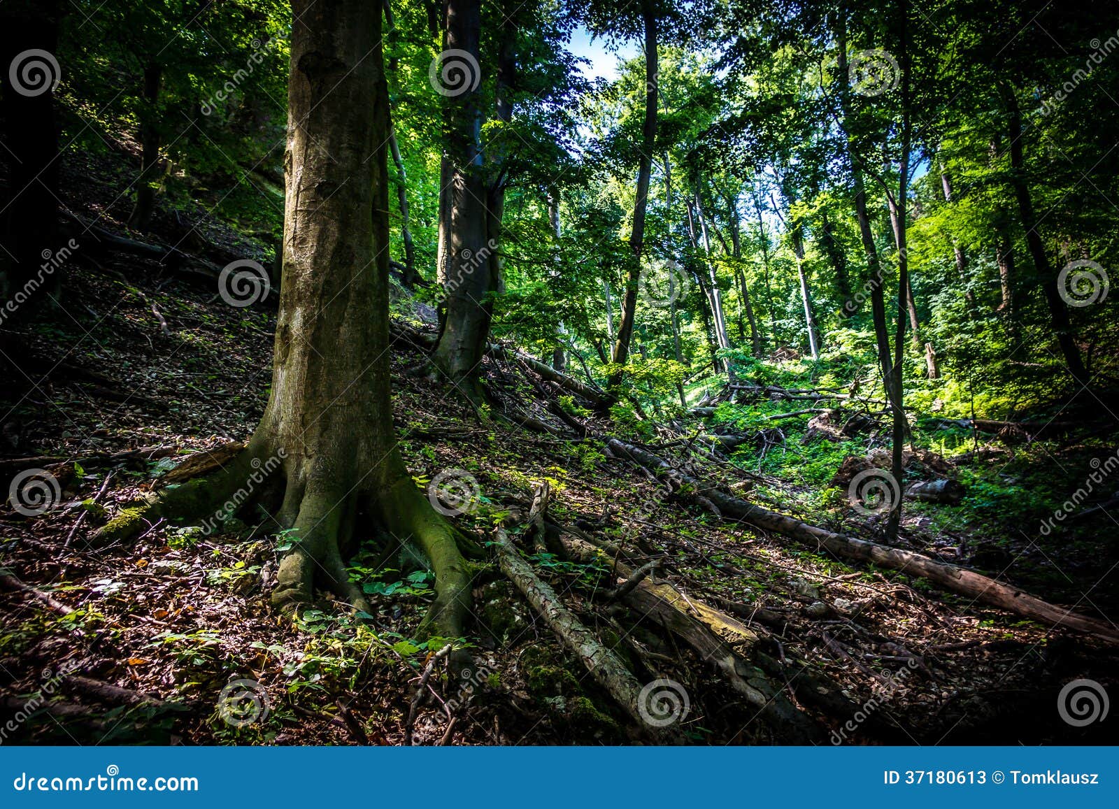 Untouched forest stock image. Image of nature, leaf, tree - 37180613