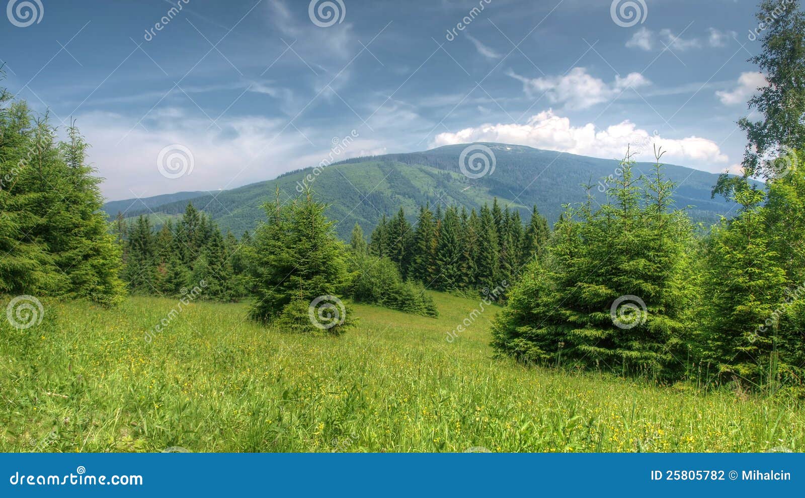 Central european forest. stock photo. Image of poland - 25805782