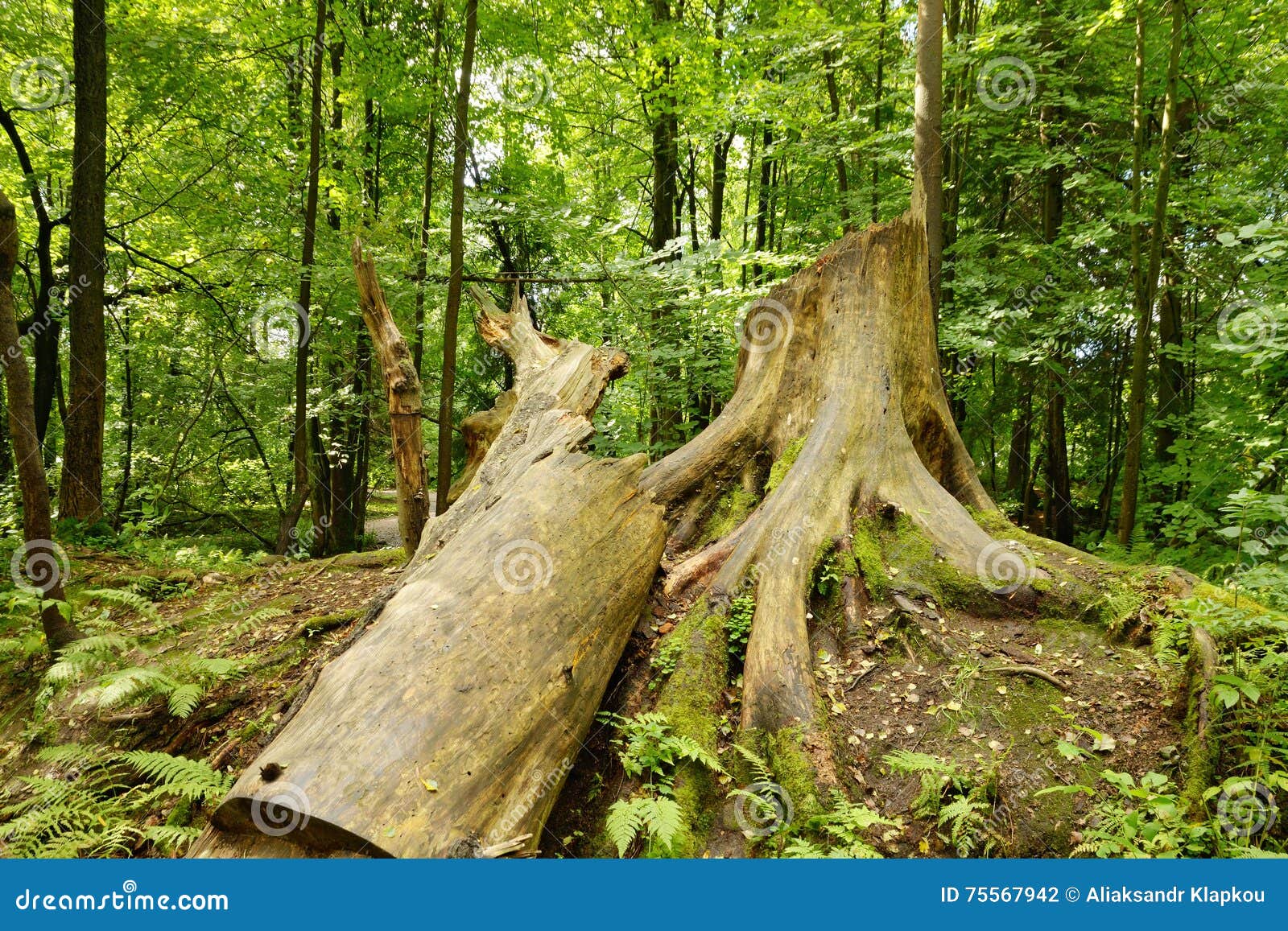 The Untouched Nature in the Forest. Stock Photo - Image of flora, earth ...