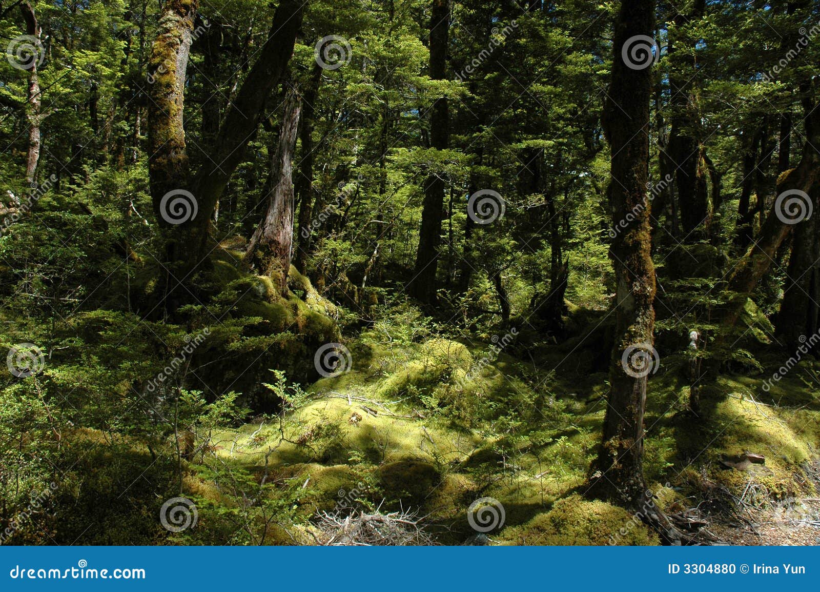 Untouched Nature - Old Forest Stock Photo - Image of zealand, outside ...