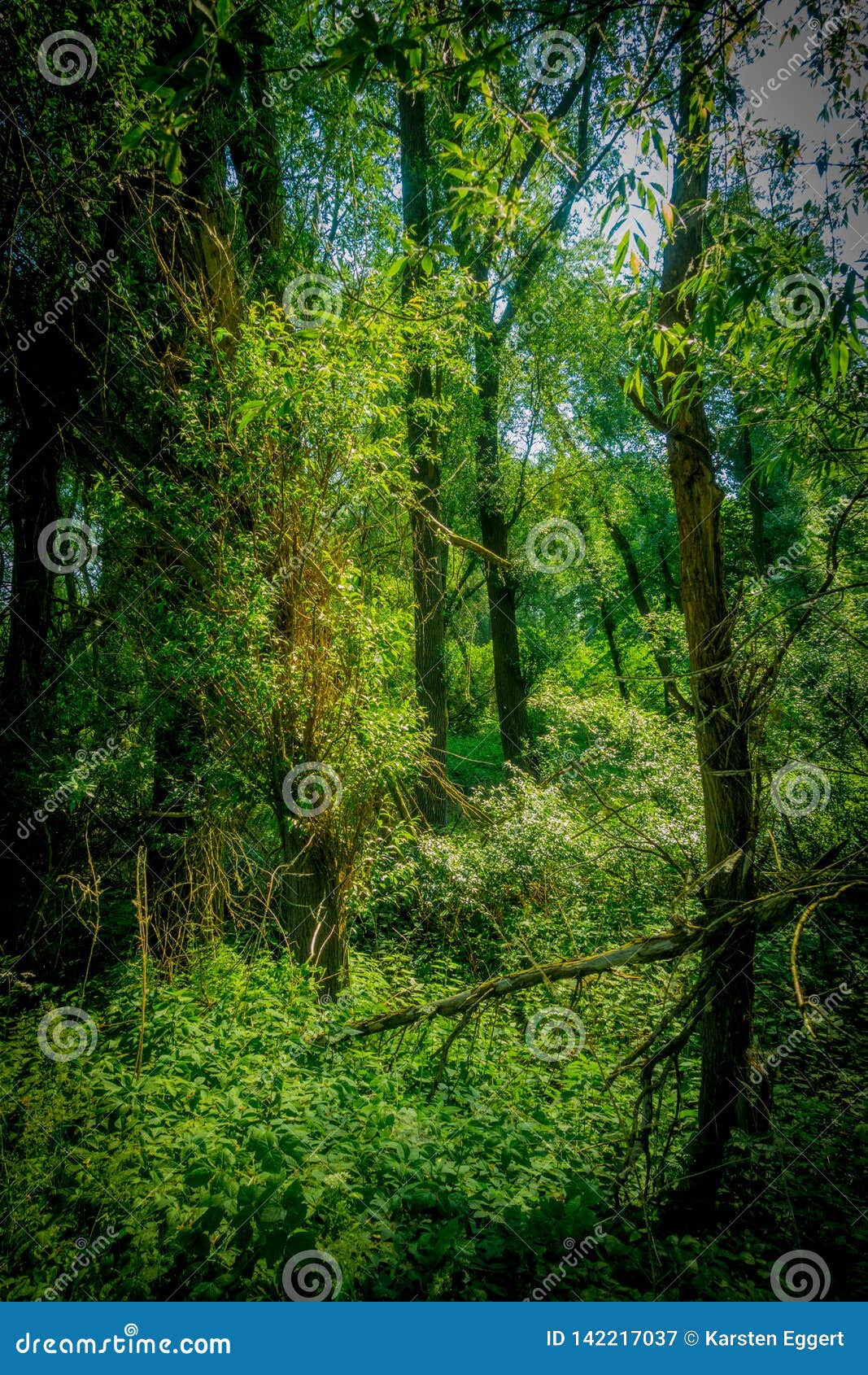 Untouched Nature in Sunshine Stock Image - Image of environment ...