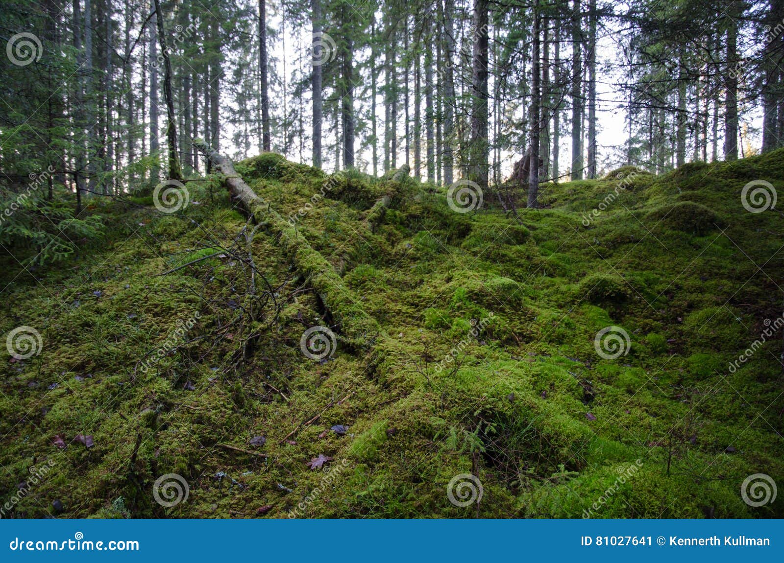 Untouched old forest stock image. Image of growth, primeval - 81027641