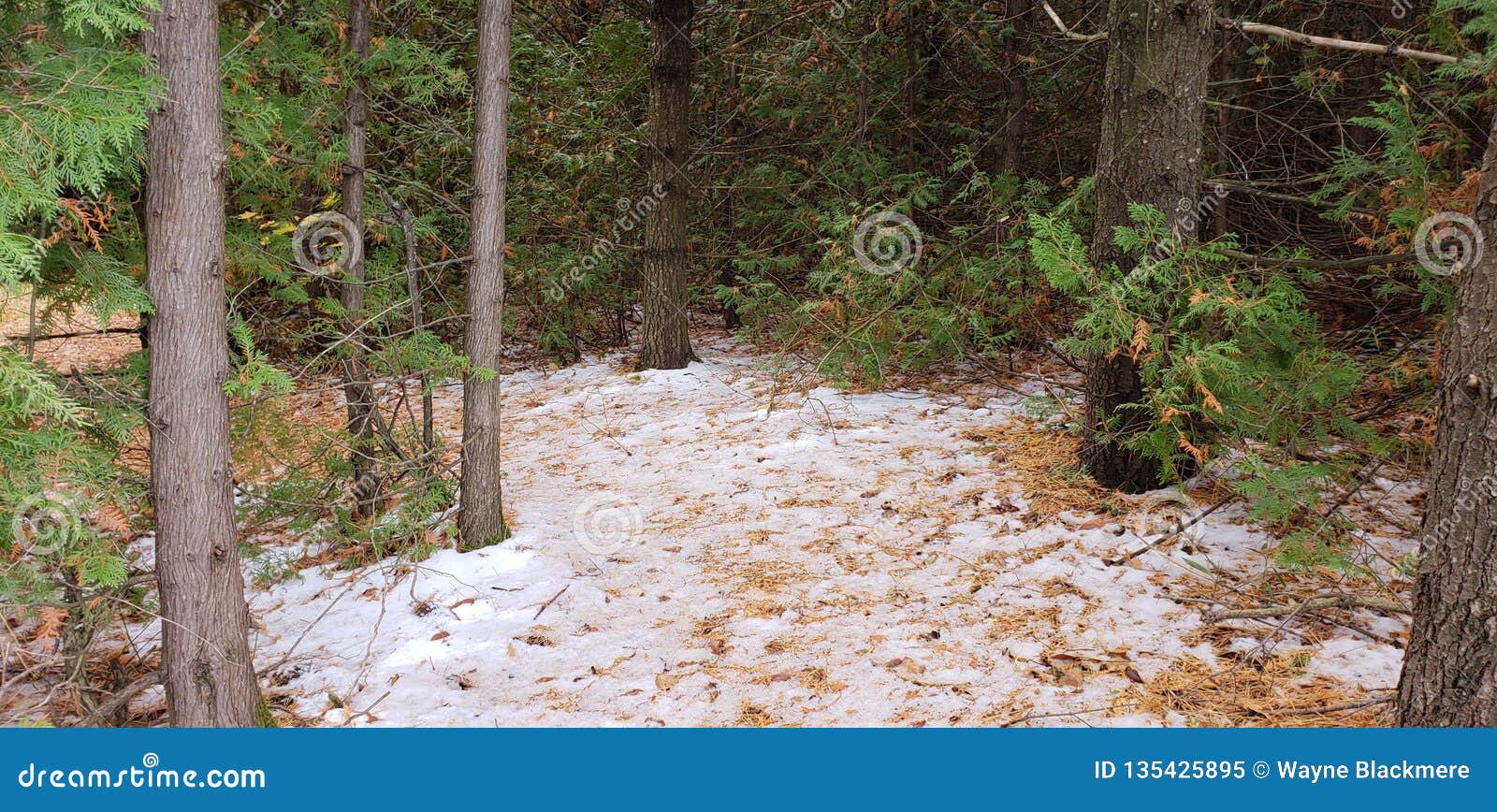Untouched snow stock image. Image of snow, pine, coveted - 135425895