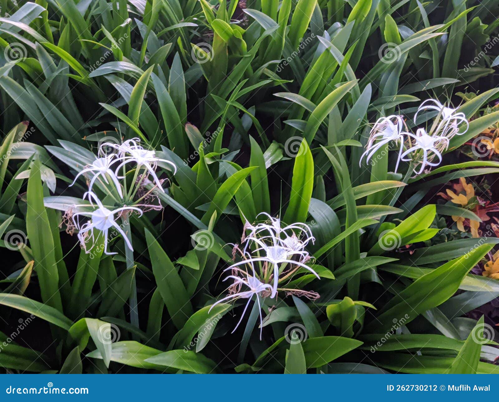 Untreated flowers stock photo. Image of flowers, herb - 262730212