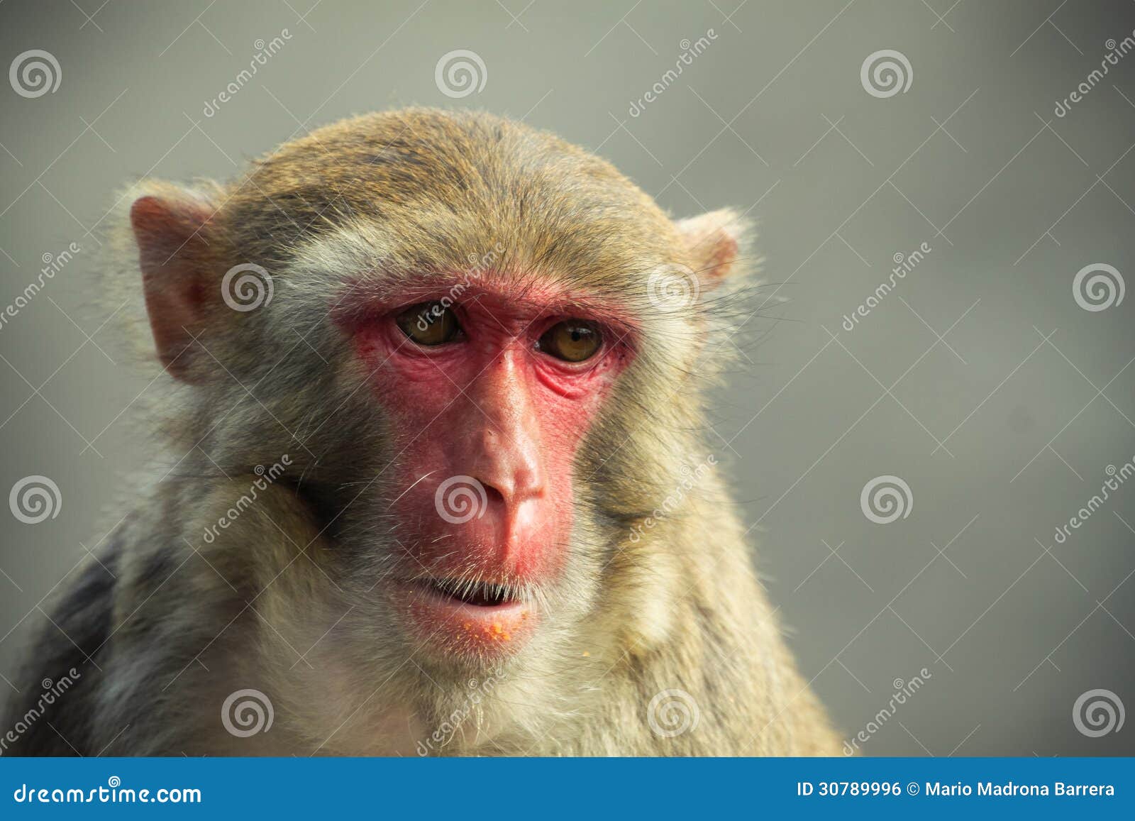 Untrusting stock photo. Image of animals, face, monkeys - 30789996