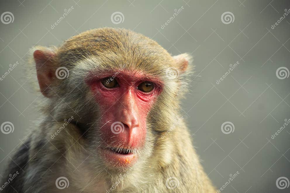 Untrusting stock photo. Image of animals, face, monkeys - 30789996