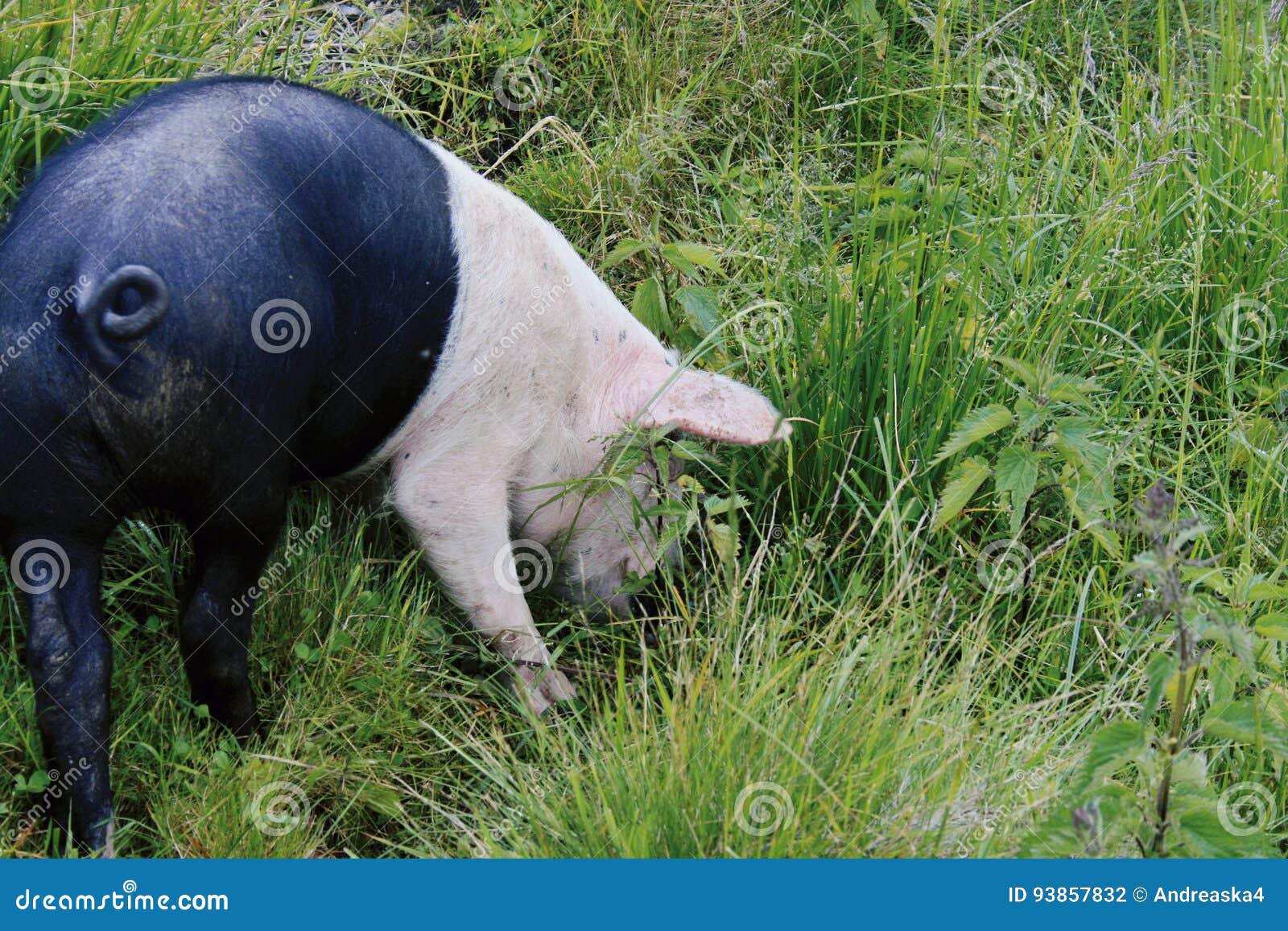 Untypical two-coloured pig stock photo. Image of animal - 93857832