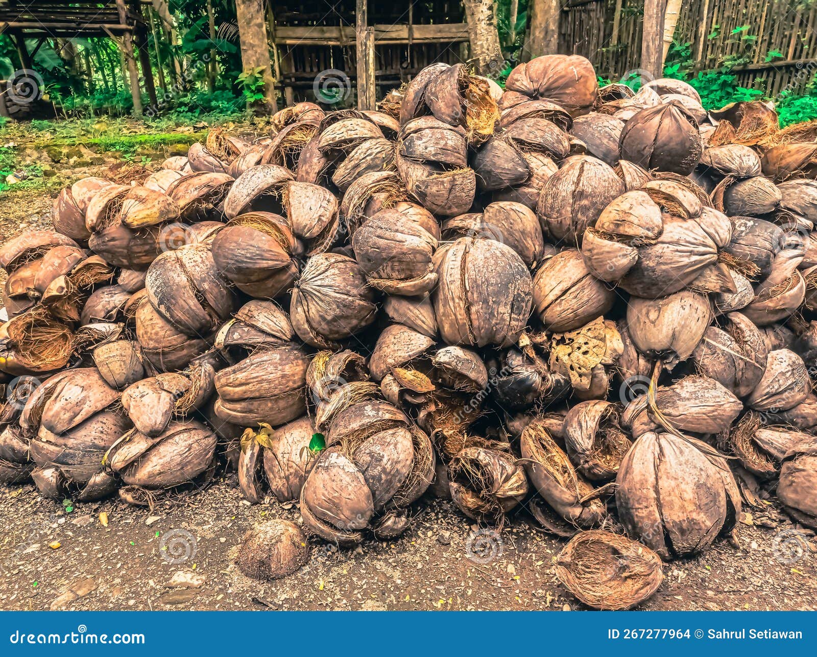 Unused Coconut Coir and Will Be Recycled Stock Photo - Image of ...