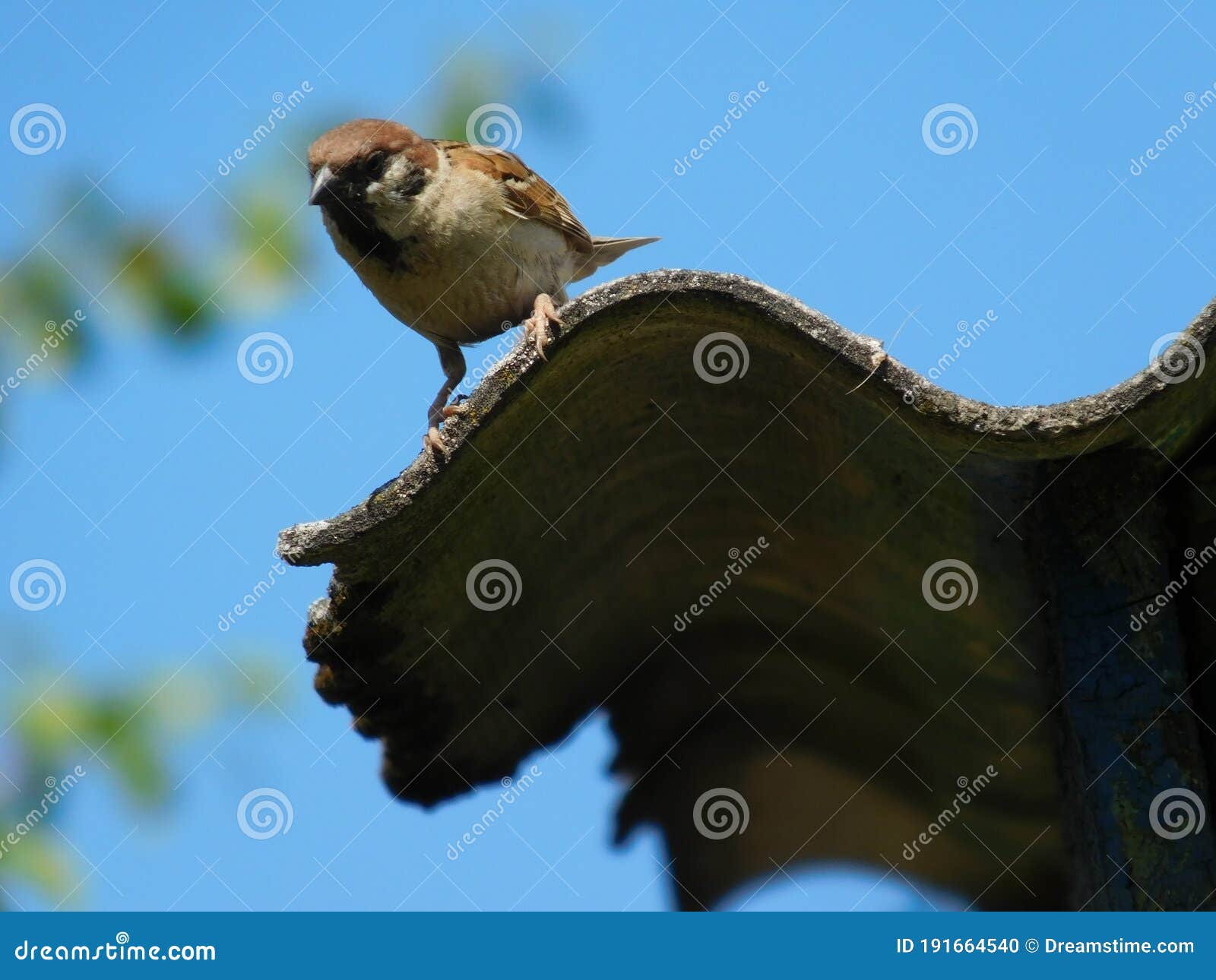 Unusual Angle for Shooting a Sparrow . Stock Photo - Image of angle ...