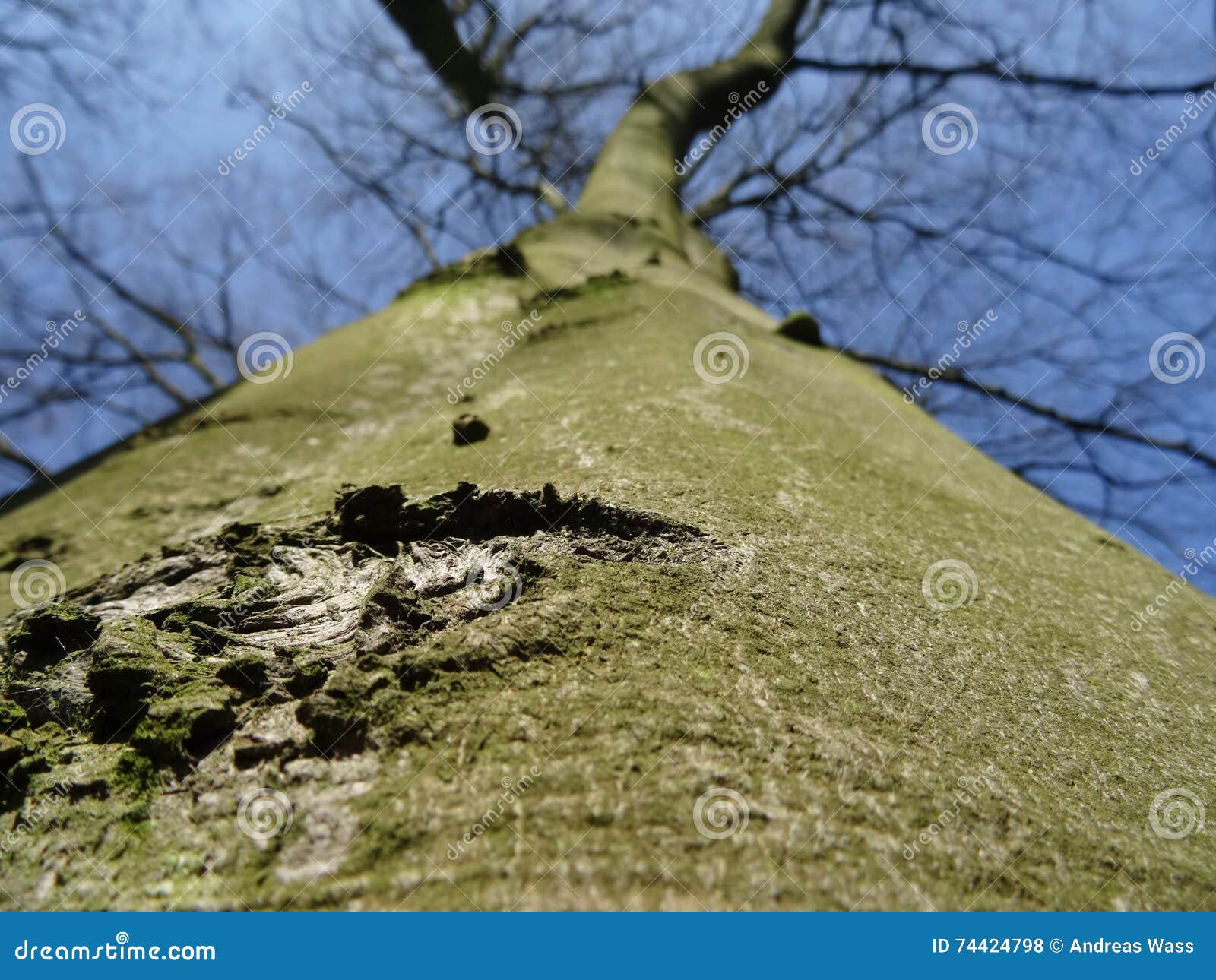Unusual Angle of View Along a Smooth Beech Tree Bark with a Striking ...