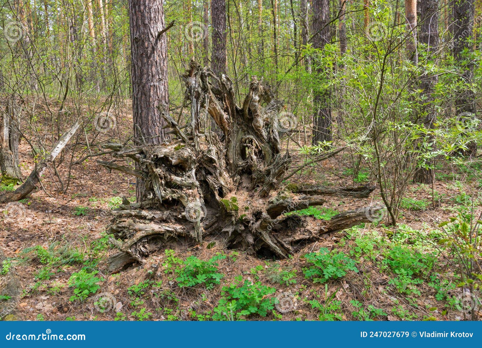 Unusual Appearance of the Remains of a Tree Stock Image - Image of ...