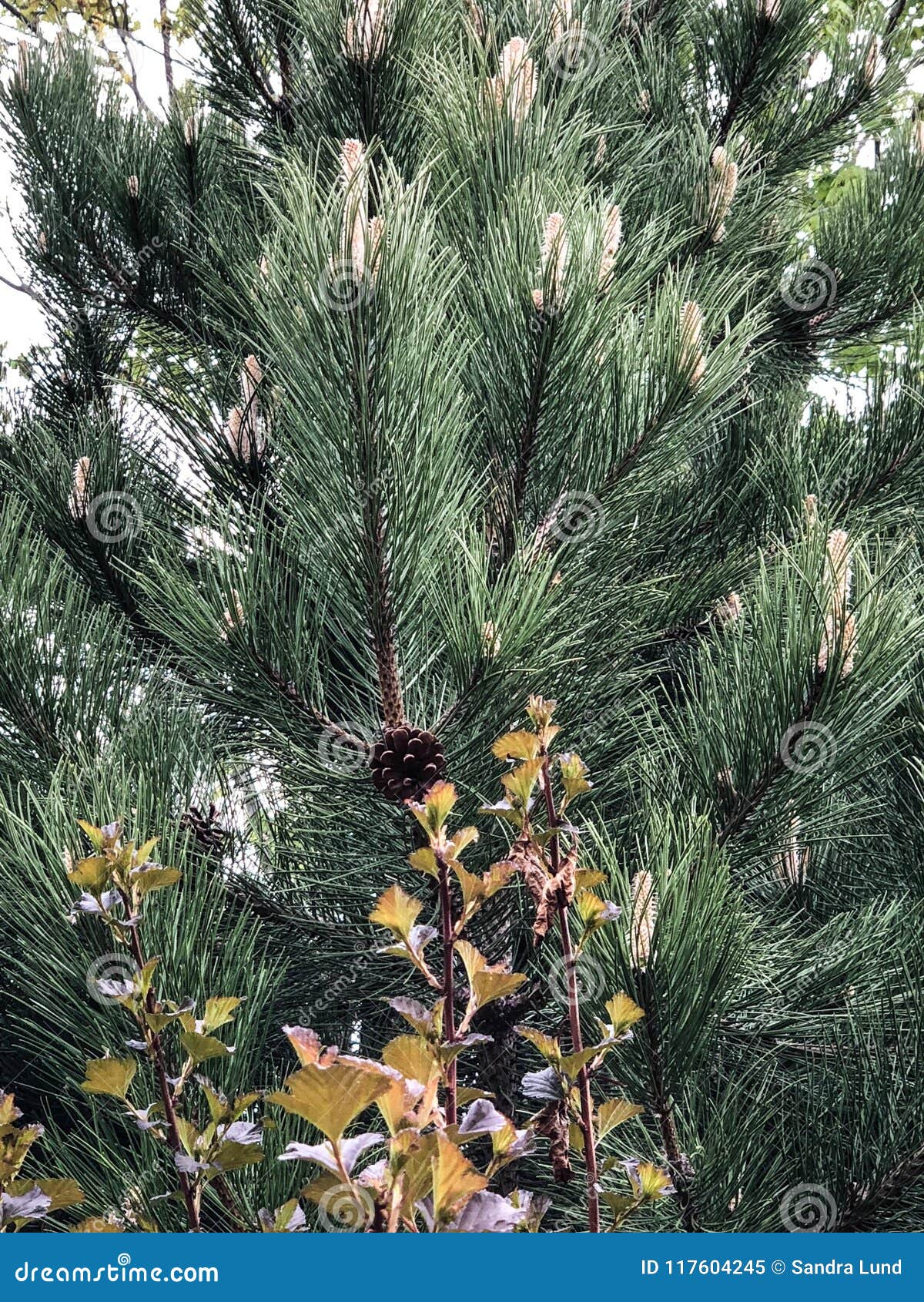 Unusual Australian Pine Tree with Pinecone Stock Image - Image of ...