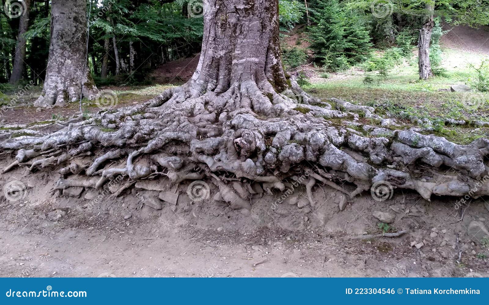 Unusual Beautiful Roots of a Tree in the Reserve Stock Photo - Image of ...