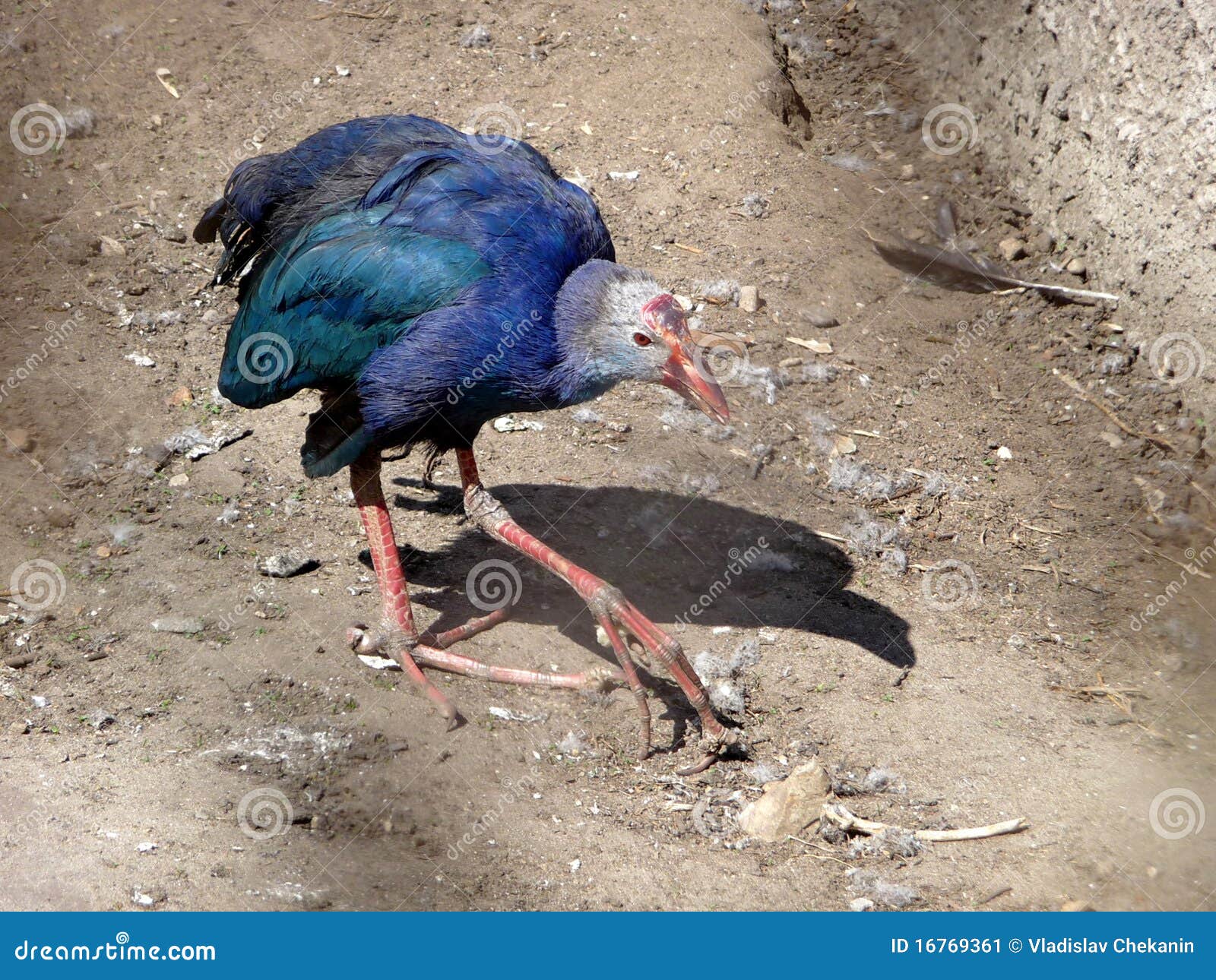 Unusual blue bird stock image. Image of ornithology, feathers - 16769361