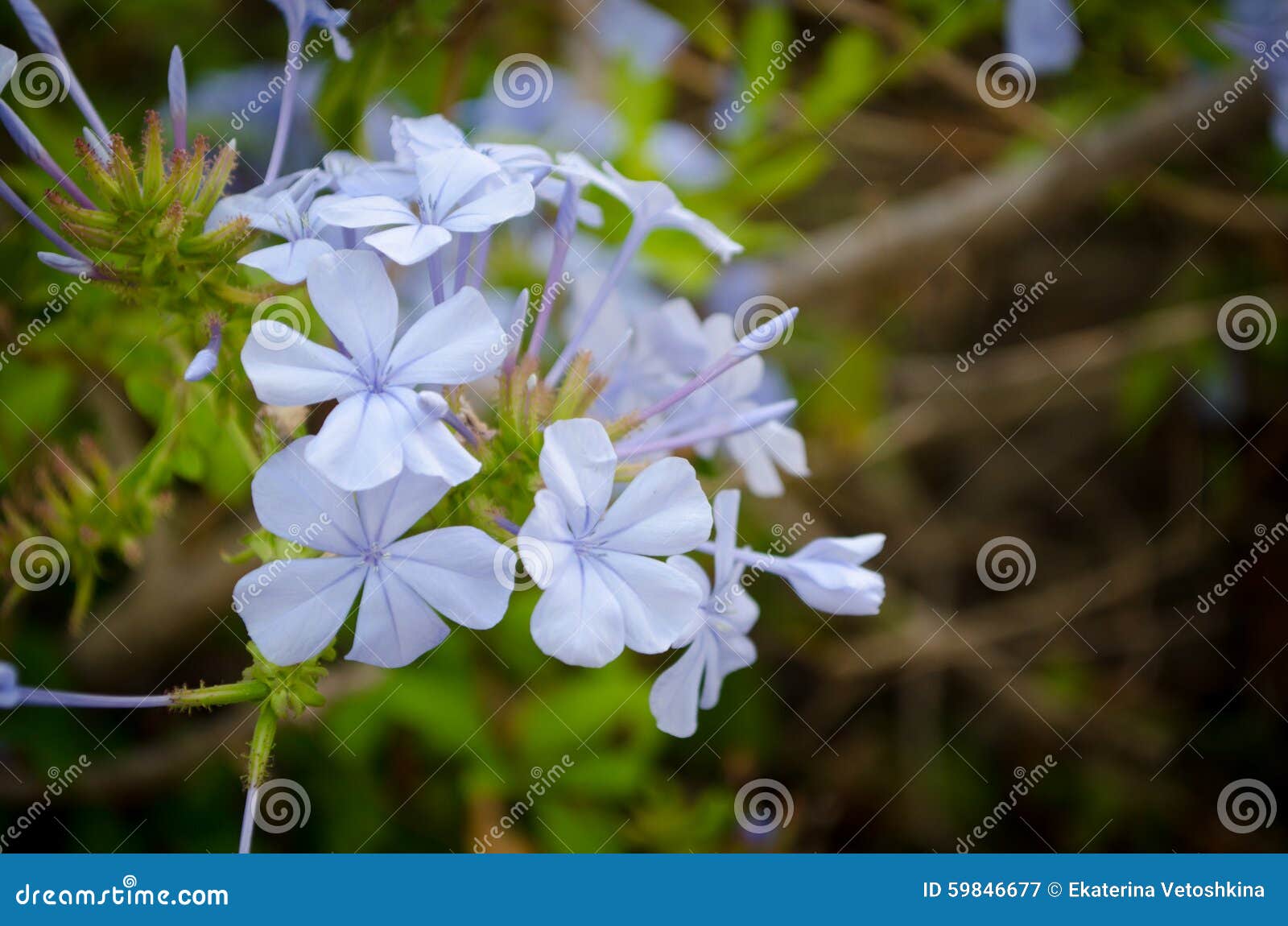 Unusual blue flowers stock image. Image of island, vacation - 59846677