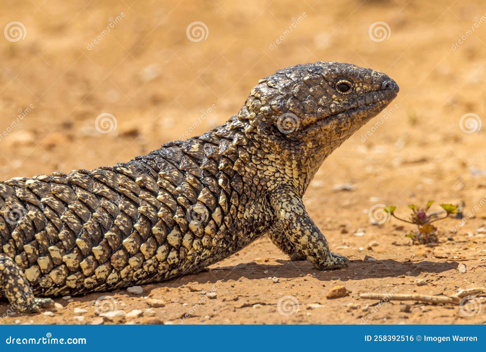 Shingle-backed Lizard in South Australia Stock Photo - Image of natural ...