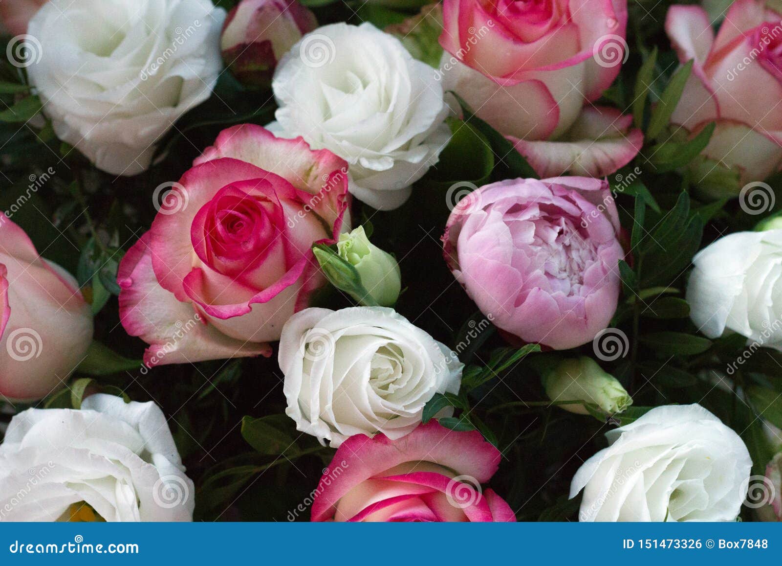 Combination of Pins and White Roses Stock Photo - Image of grass ...