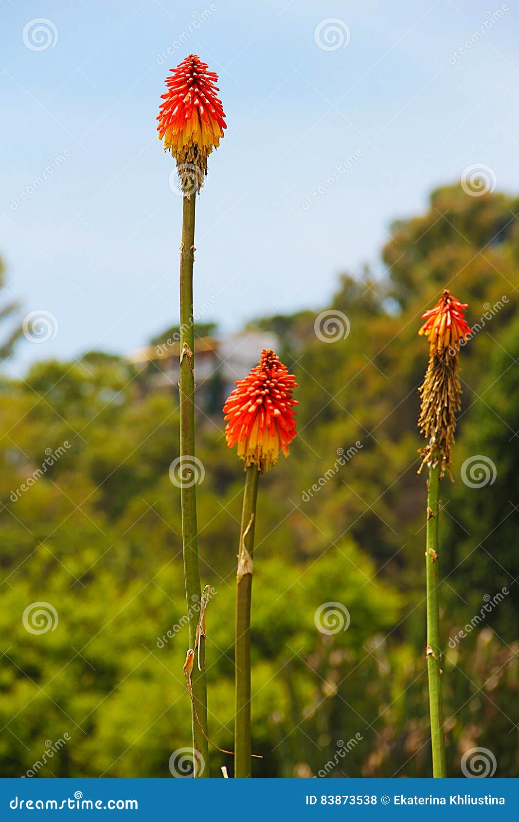 Unusual Bright Flower - Three Pineal Buds on Long Stems Stock Photo ...