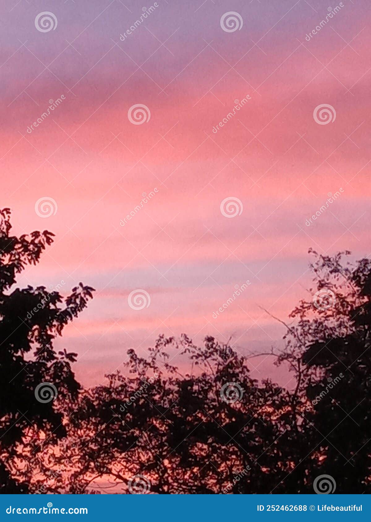 Pink sunset stock photo. Image of tree, sunset, pink - 252462688