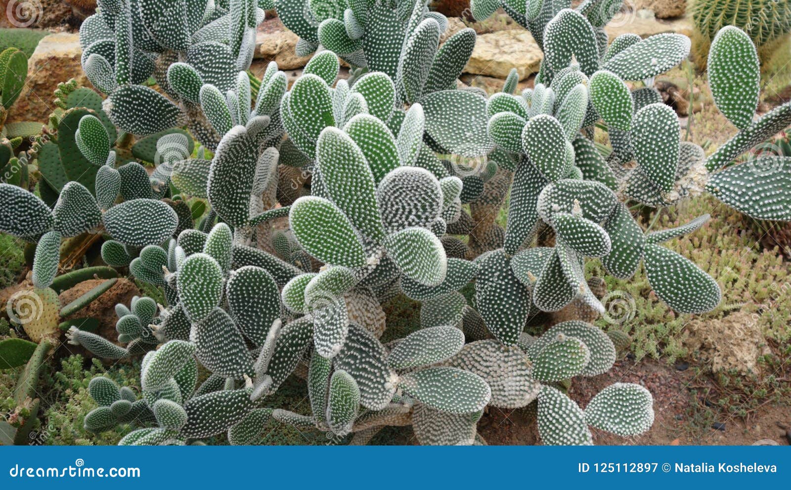 Unusual cactus stock image. Image of violet, decorative - 125112897