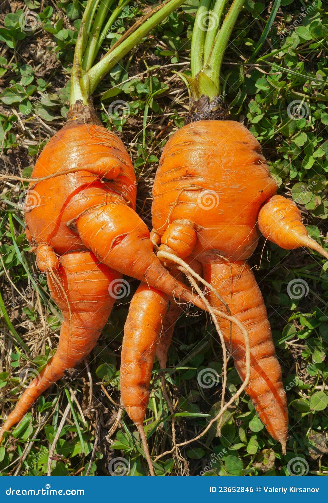 Unusual carrots 6 stock photo. Image of outdoor, organic - 23652846