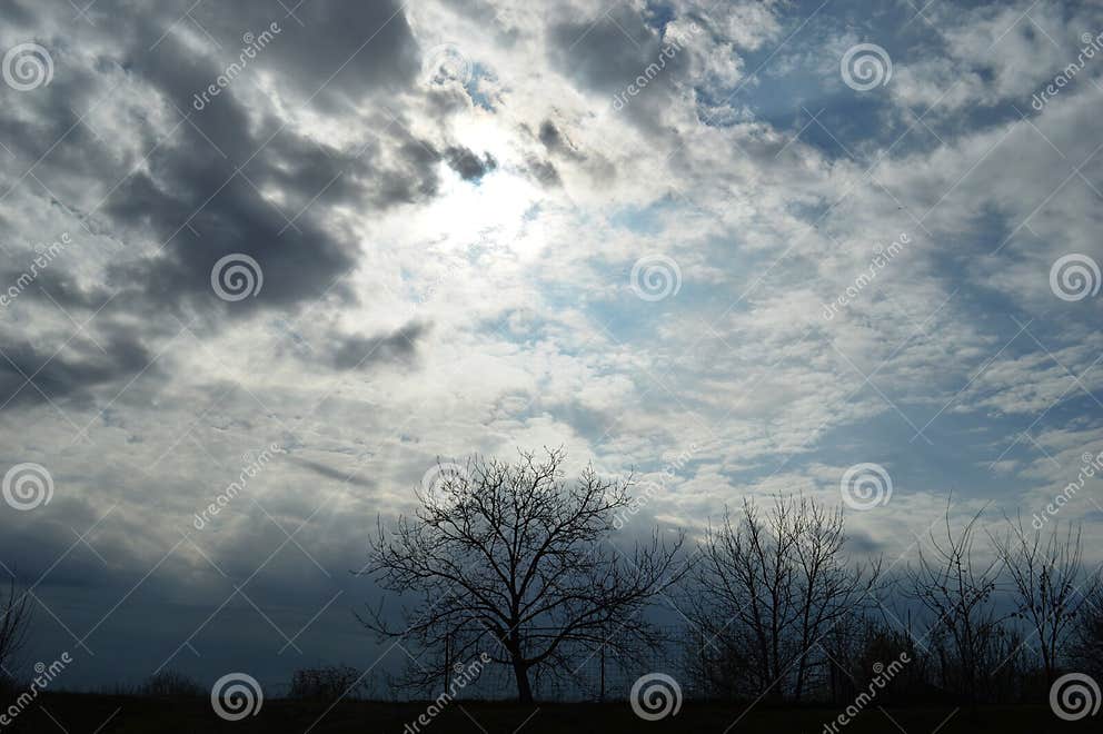 Unusual clouds and trees stock photo. Image of plant - 215750080