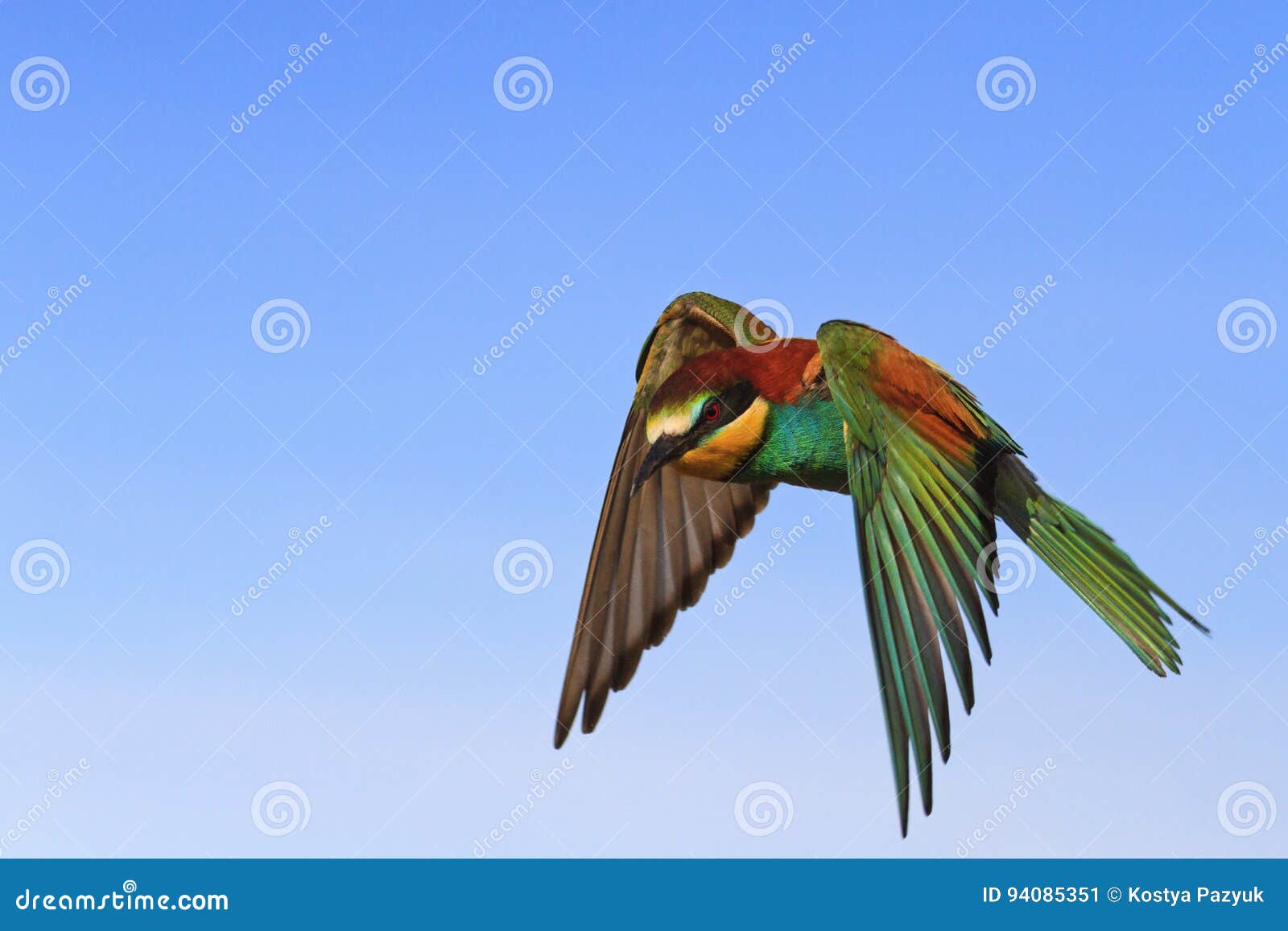 Unusual Colored Bird Flying Stock Image - Image of beauty, endangered ...