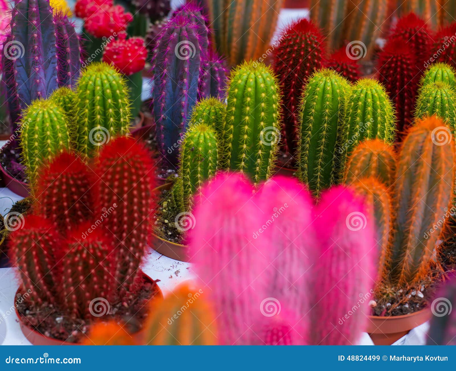 Unusual colored cacti stock image. Image of object, garden - 48824499