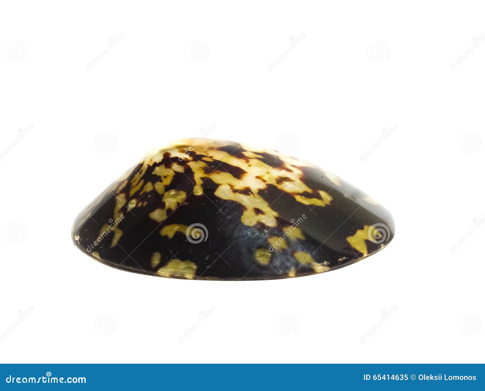 Unusual Coral Colored Shell Stock Image - Image of brown, orange: 65414635