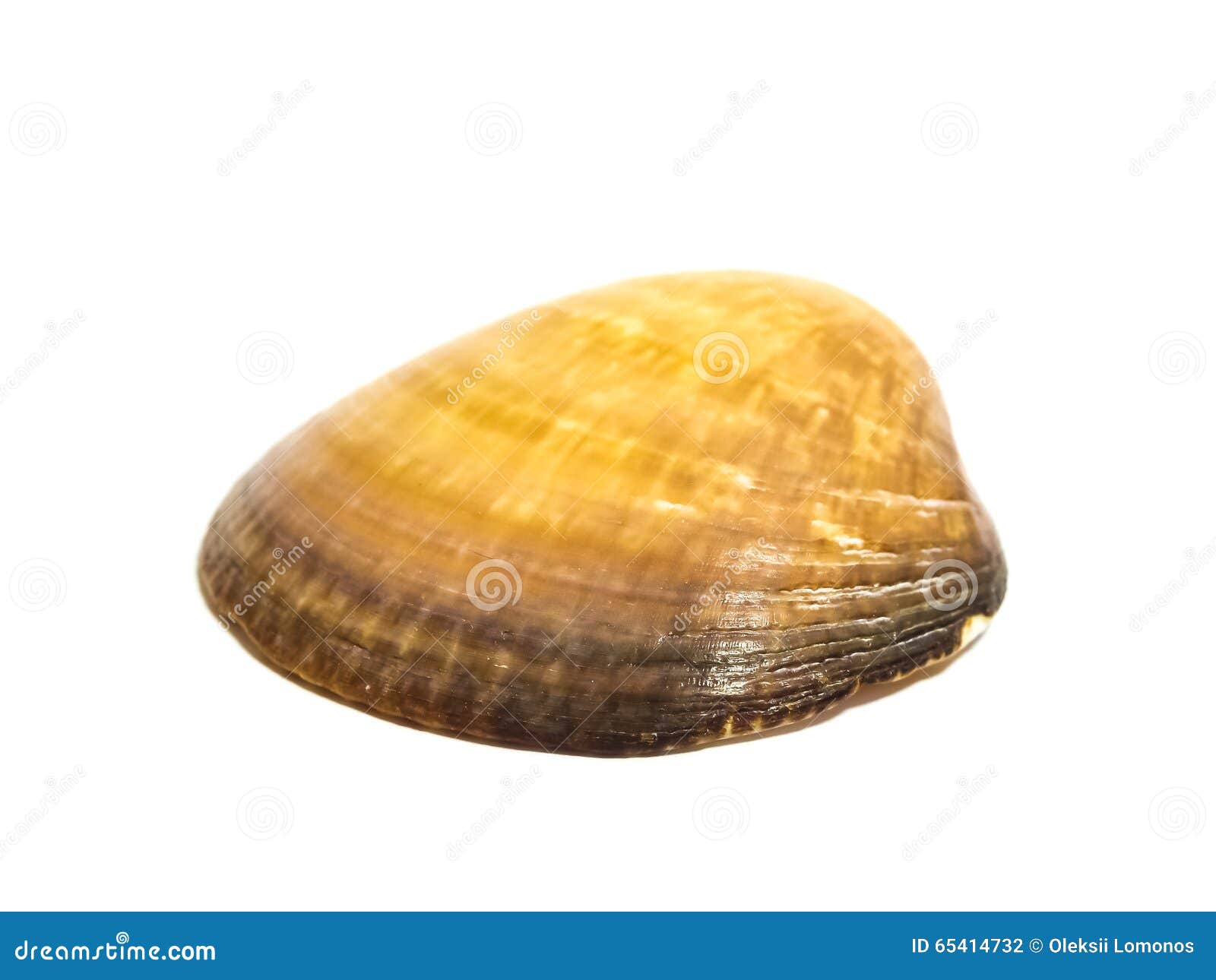 Unusual Coral Colored Shell Stock Photo - Image of coral, colored: 65414732