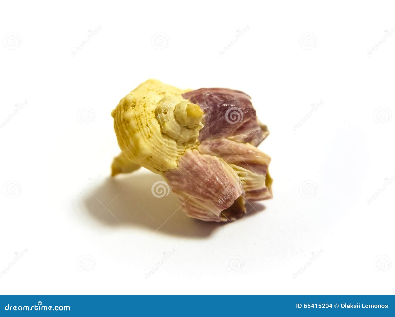 Unusual Coral Colored Shell Stock Photo - Image of ocean, colored: 65415204