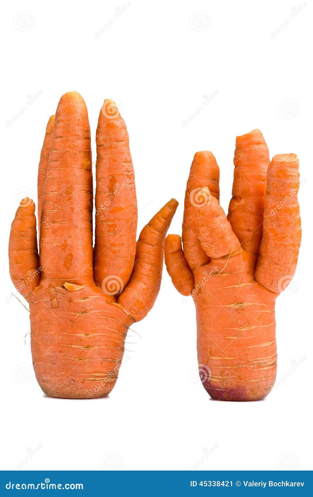 Unusual crop of carrots stock image. Image of isolated - 45338421