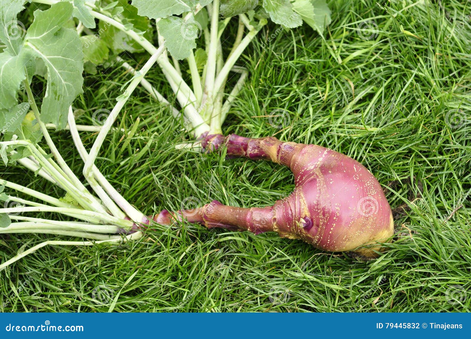Unusual crop. stock photo. Image of plant, swede, legs - 79445832