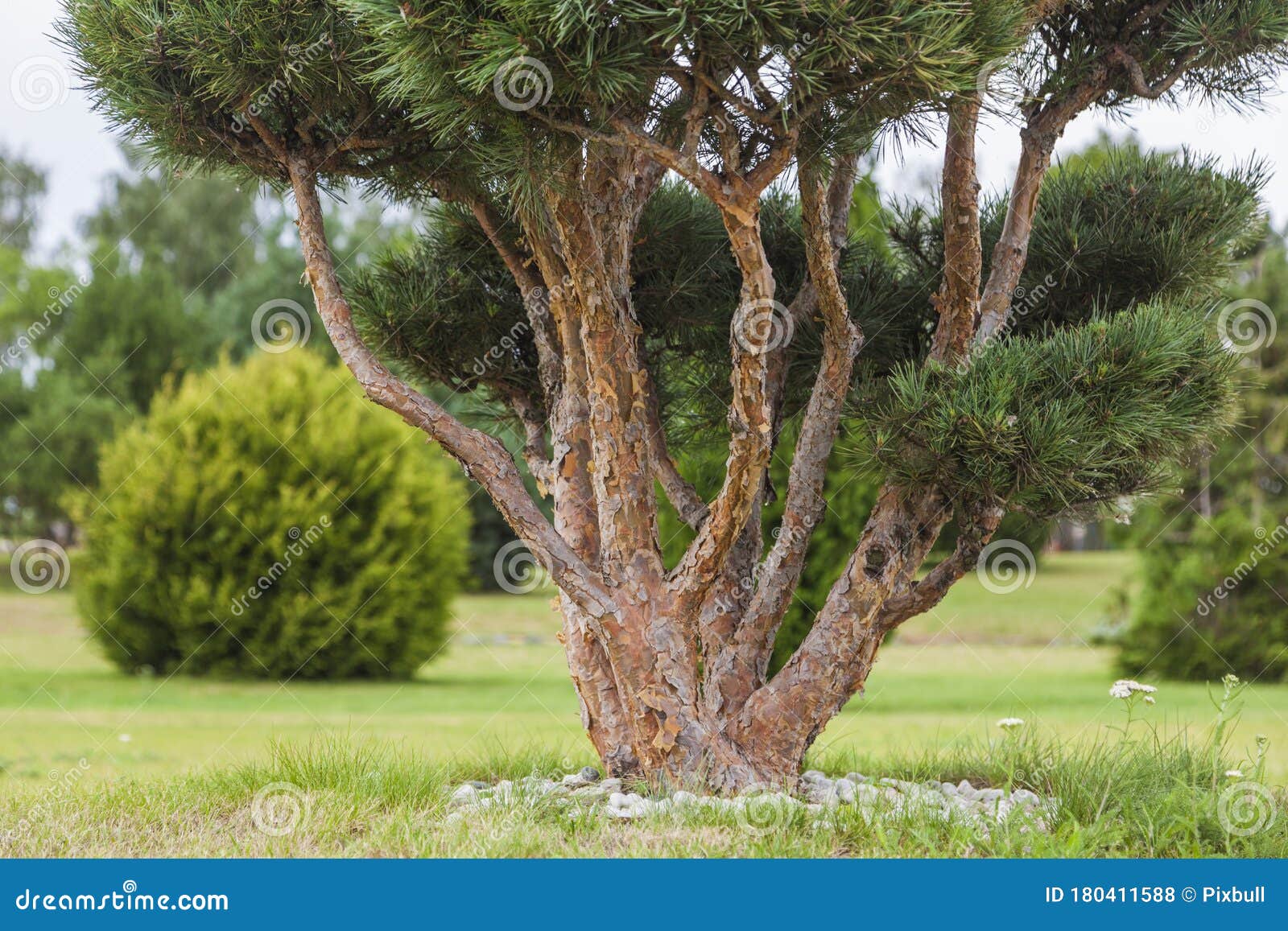 Unusual Dwarf Pine. Fragment Stock Photo - Image of nature, coniferous ...