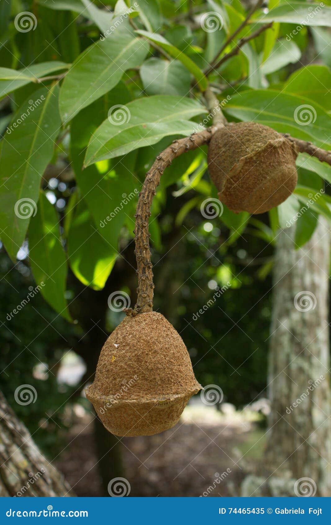Unusual Exotic Monkey Pot Tree Stock Image - Image of nuts, amazon ...